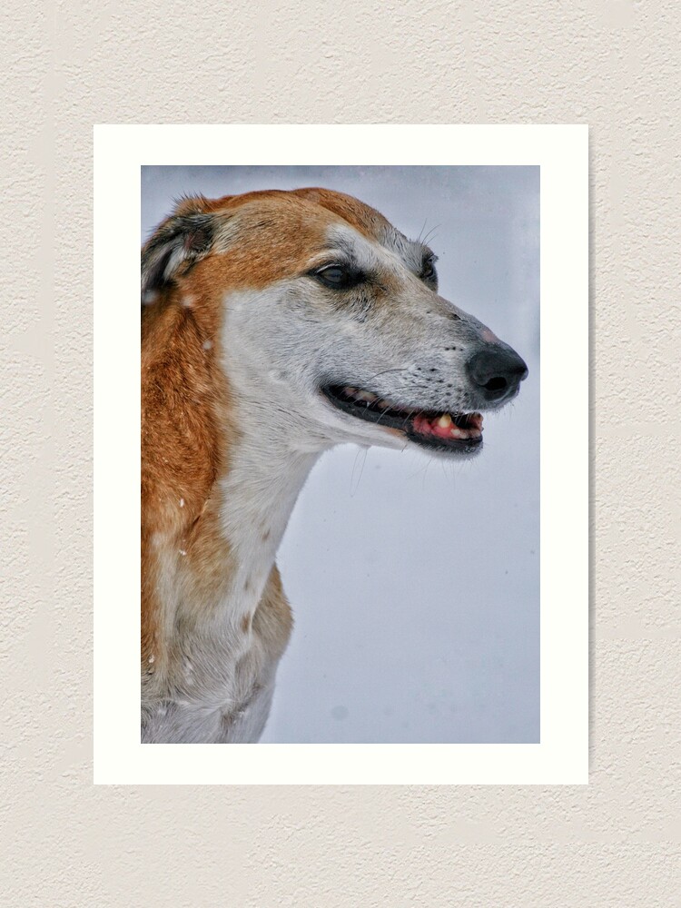 "Harry - Long Dog" Art Print for Sale by Jellycandy | Redbubble