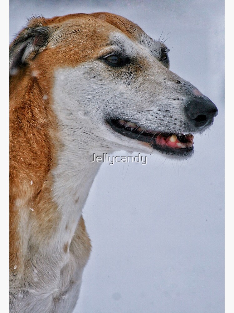 "Harry - Long Dog" Art Print for Sale by Jellycandy | Redbubble