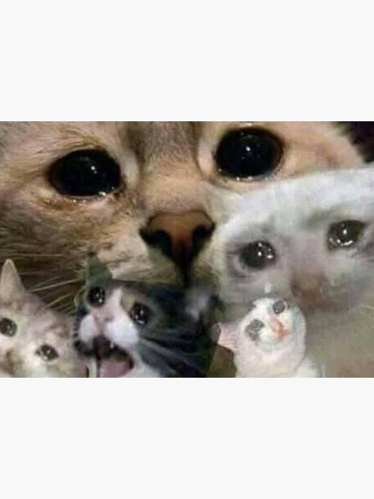 "crying cats" Postcard for Sale by Mazao | Redbubble