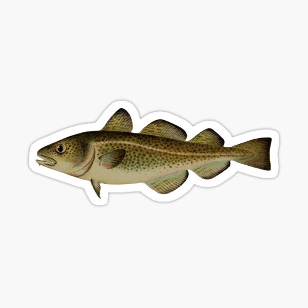"Atlantic cod" Sticker for Sale by Sinovius | Redbubble