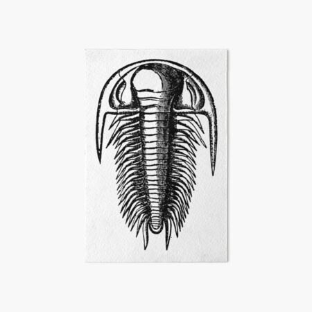 "Victorian engraving of the Trilobite Paradoxides bohemicus" Art Board ...
