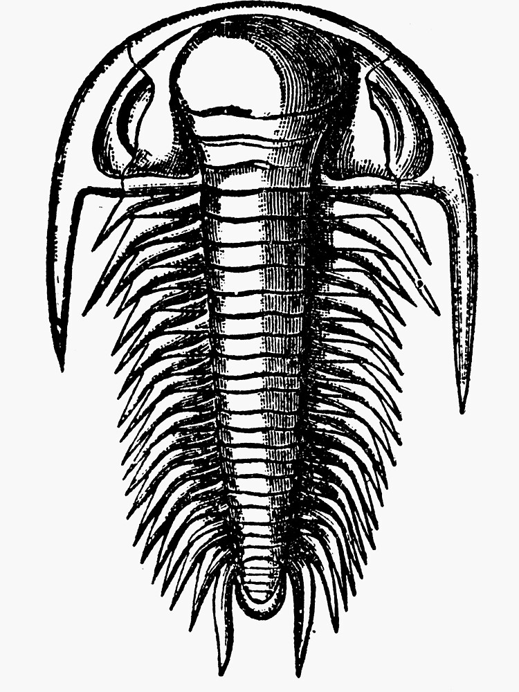"Victorian engraving of the Trilobite Paradoxides bohemicus" Sticker ...