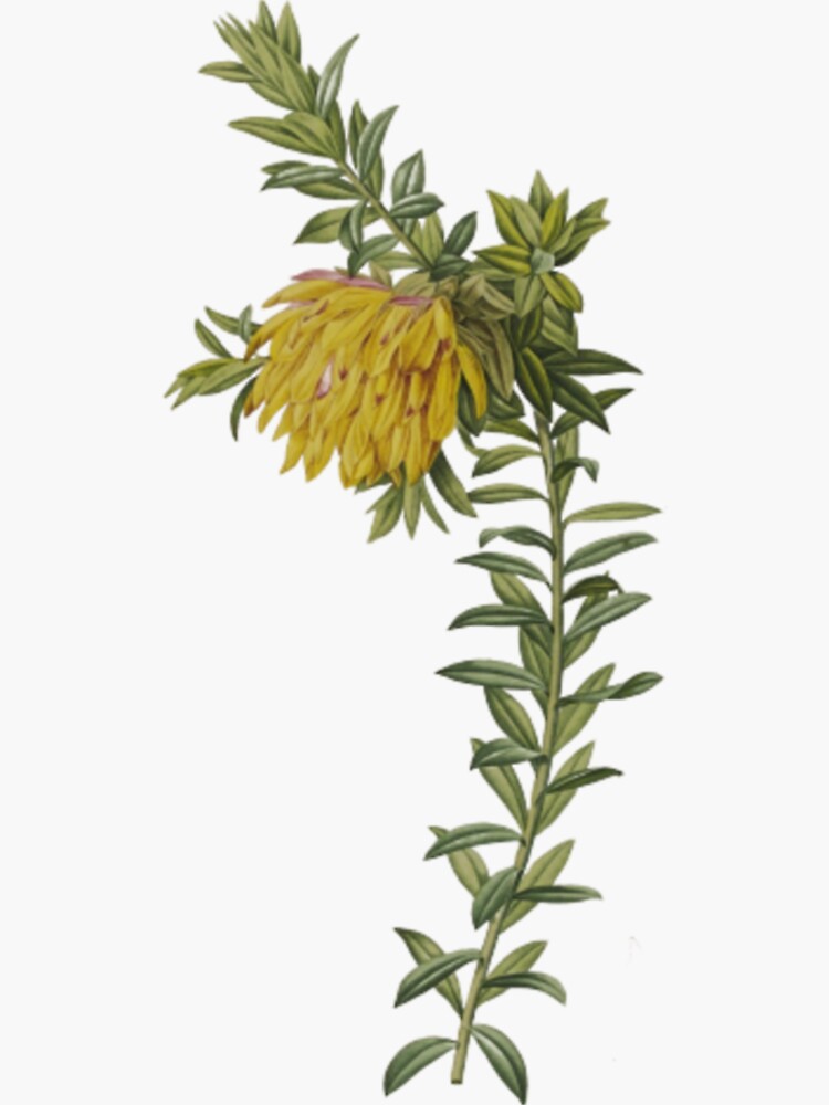 "Yellow Bell Flower Biodiversity Drawing" Sticker for Sale by ...