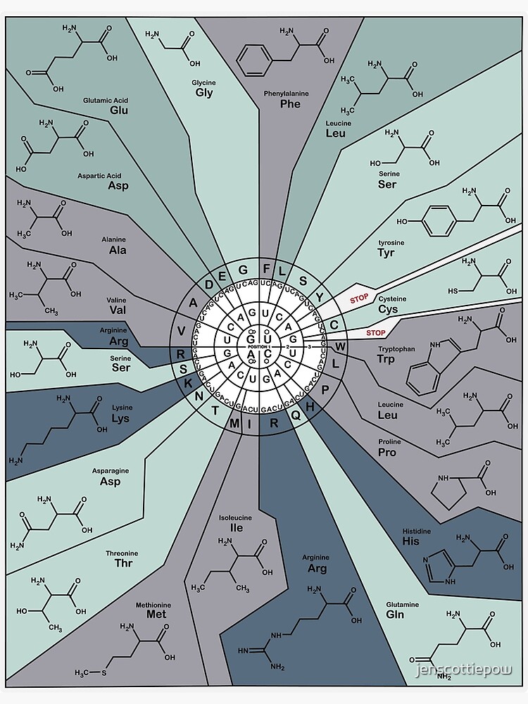 Lámina fotográfica «Diagrama de código genético - Azul» de ...