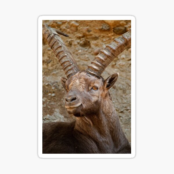 "Male Ibex" Sticker for Sale by jaydee1400 | Redbubble