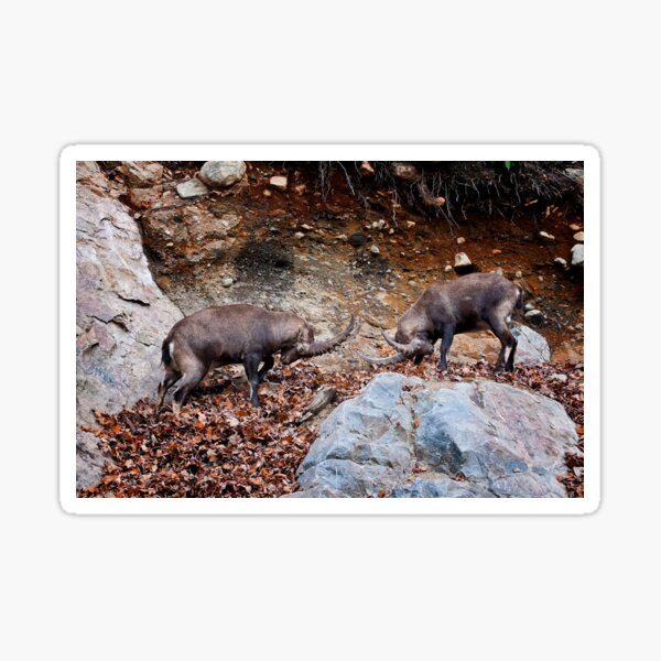 Ibex Gifts & Merchandise | Redbubble