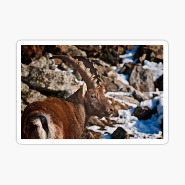 "Ibex" Sticker for Sale by jaydee1400 | Redbubble