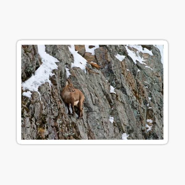 "Ibex On Cliff" Sticker for Sale by jaydee1400 | Redbubble