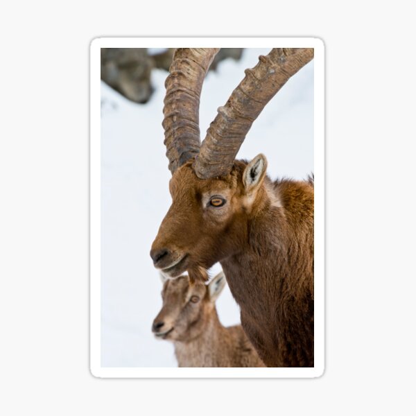 "Ibex" Sticker for Sale by jaydee1400 | Redbubble