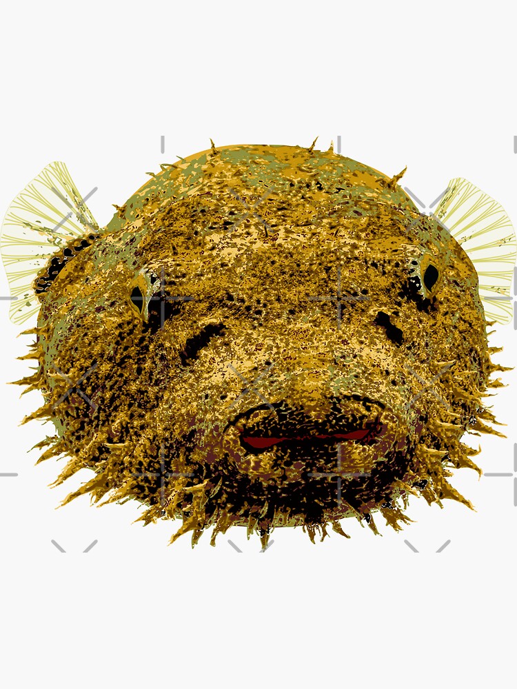 "Hairy Puffer Tetraodon baileyi Murphy Aquarium Fish Keeper Aquarist ...