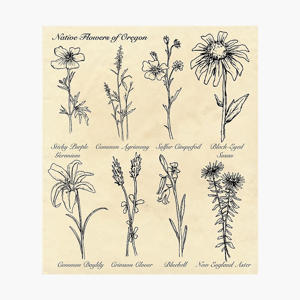 Native Oregon Wildflowers