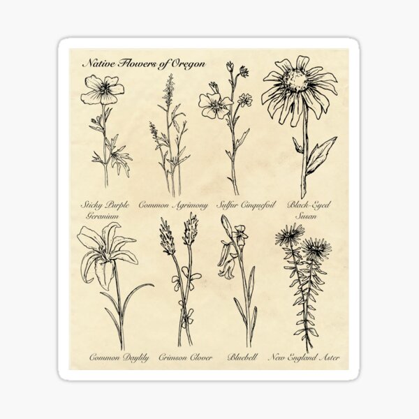 "Native Oregon Flowers " Sticker for Sale by marika6 | Redbubble