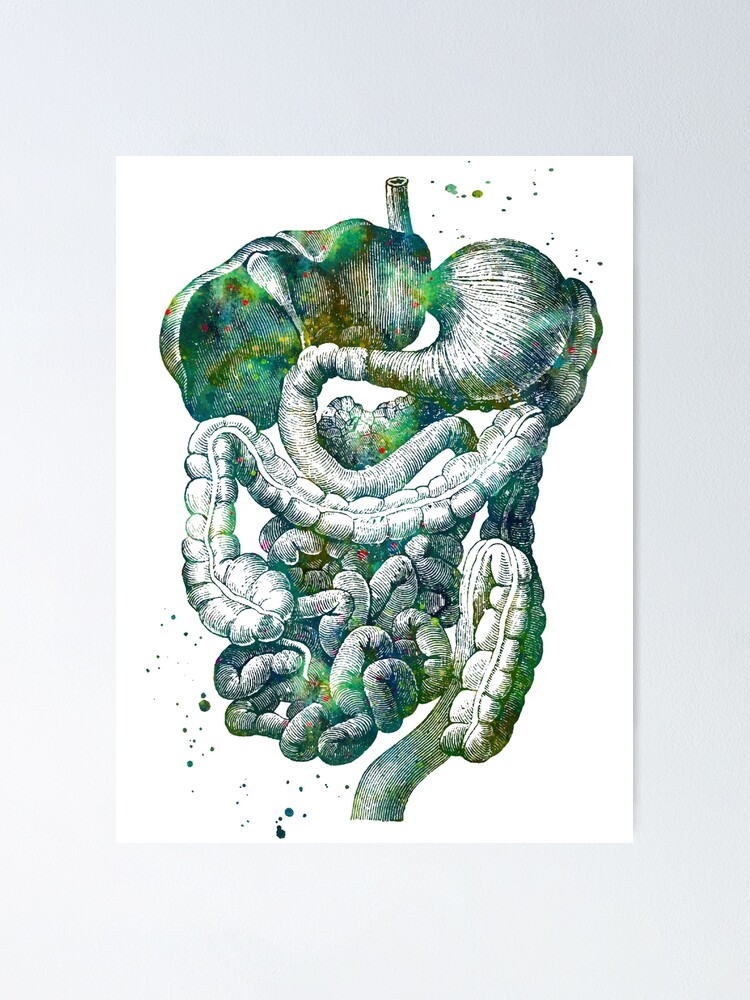 "Human Digestive System" Poster for Sale by EvasDreams | Redbubble