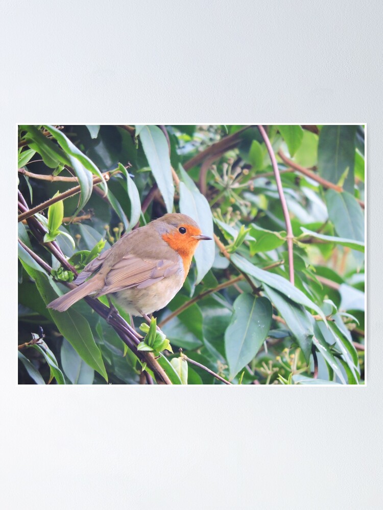 "Robin in Summer - British Birds Photography" Poster for Sale by ...