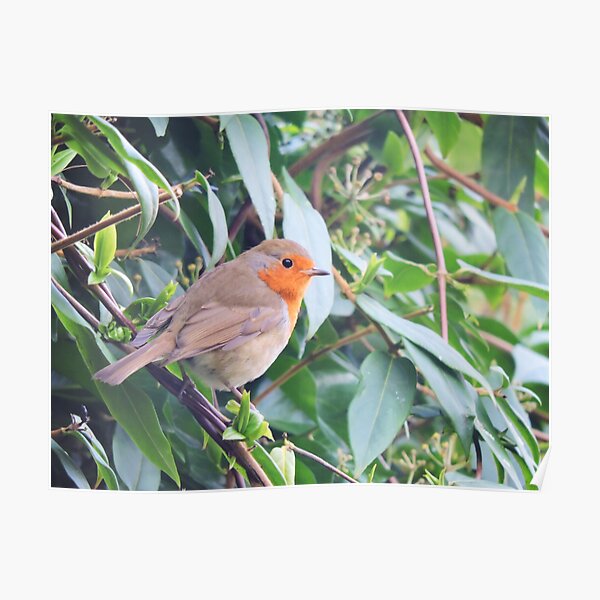 "Robin in Summer - British Birds Photography" Poster for Sale by ...