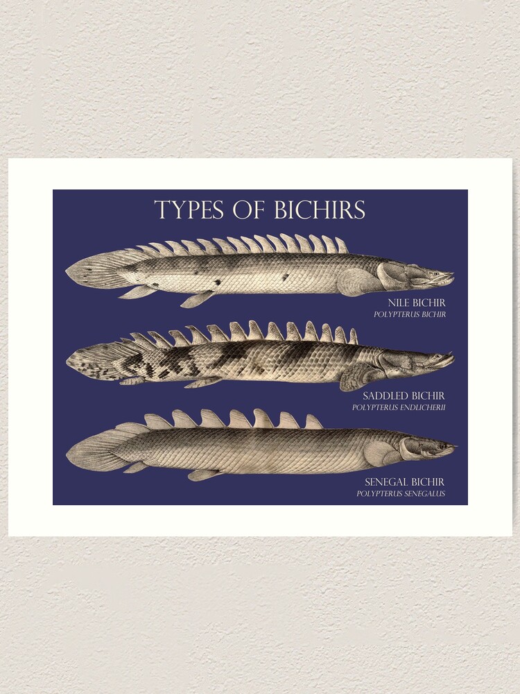 "Bichir Types Polypterus Aqaurium Monster Fish Keeper Retro Vintage ...
