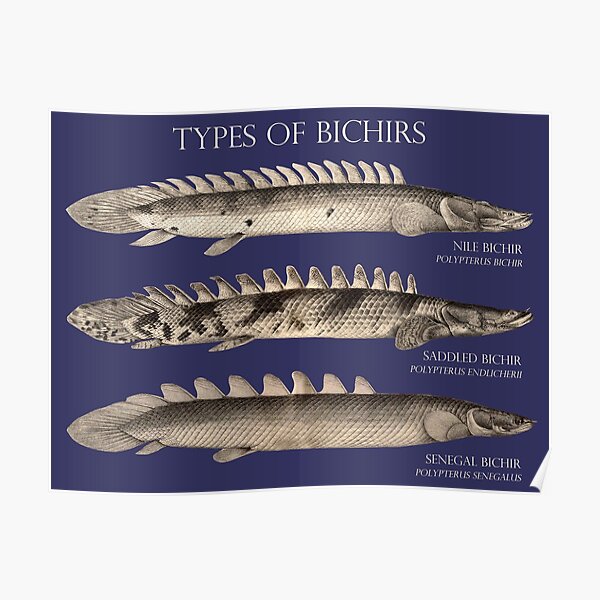 "Bichir Types Polypterus Aqaurium Monster Fish Keeper Retro Vintage ...