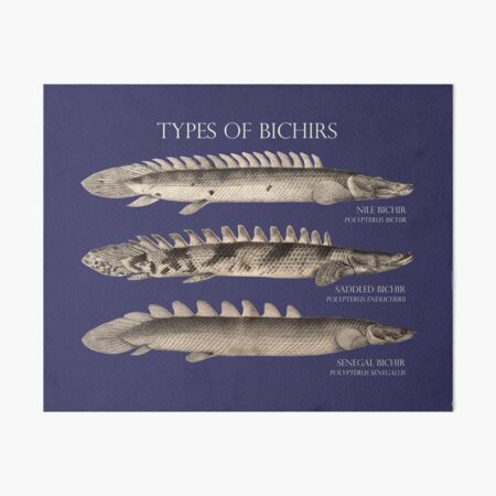 "Bichir Types Polypterus Aqaurium Monster Fish Keeper Retro Vintage ...