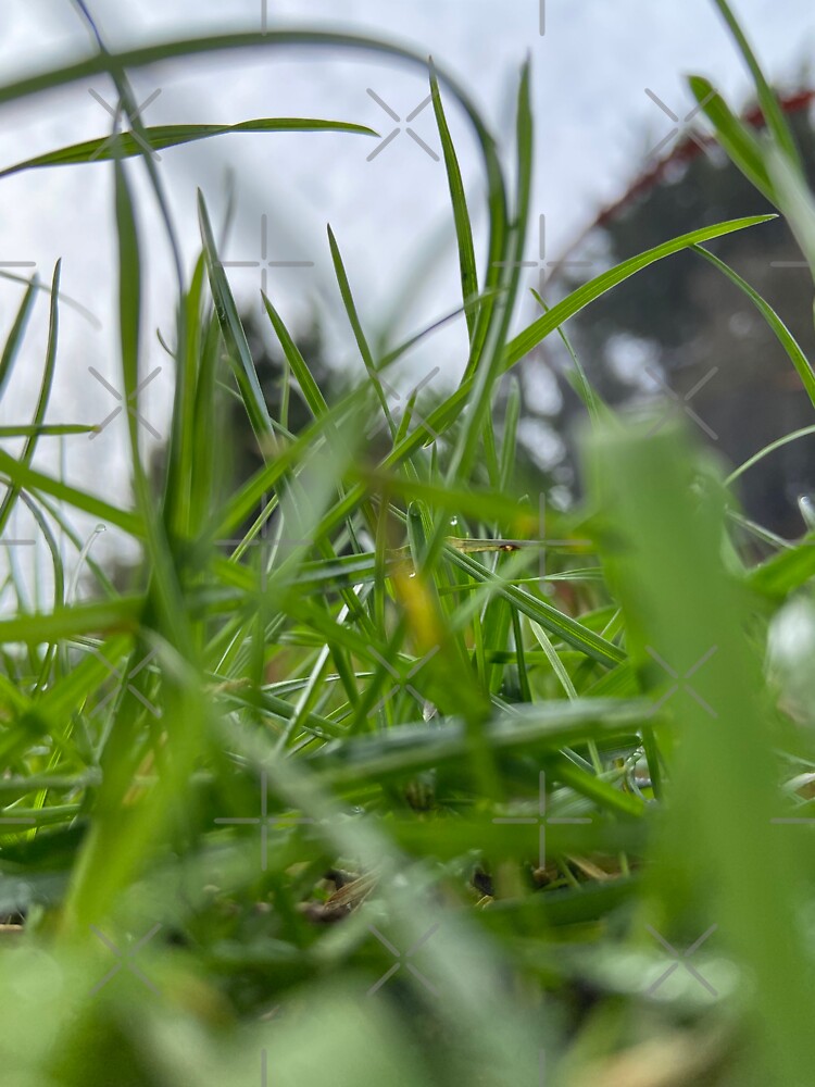 "Nature Green Grass " Sticker for Sale by luvtigerz14 | Redbubble