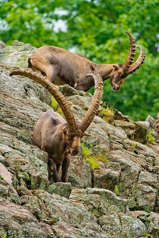 "Ibex On Rocks" by Michael Cummings | Redbubble