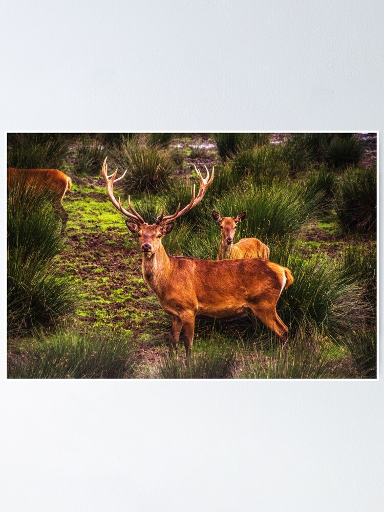 "Stag and Doe" Poster for Sale by LluniauDafyddEm | Redbubble