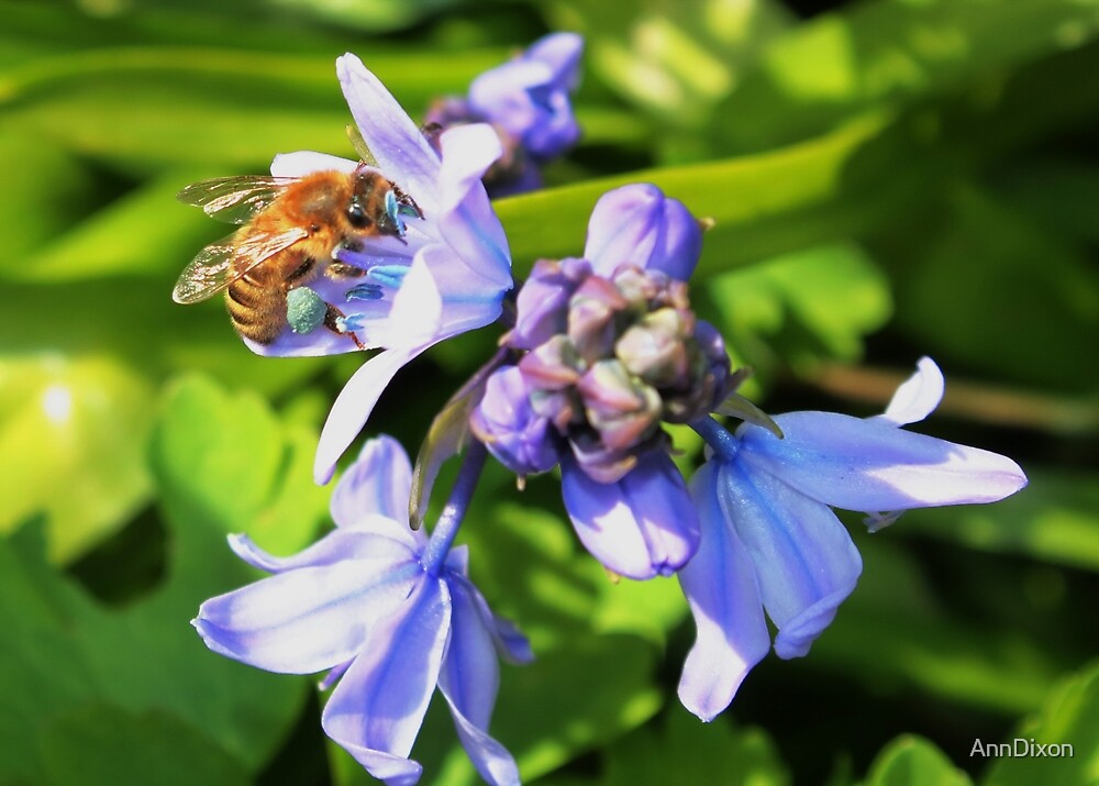 "Bee on the Bluebells - Notice the blue pollen in its sacks," by ...