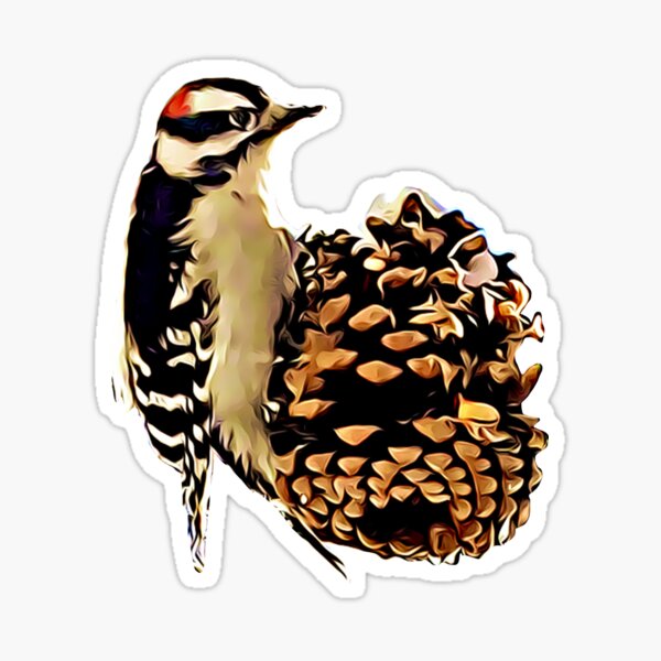 "Downy Woodpecker on a Pinecone" Sticker for Sale by EmilyBickell ...