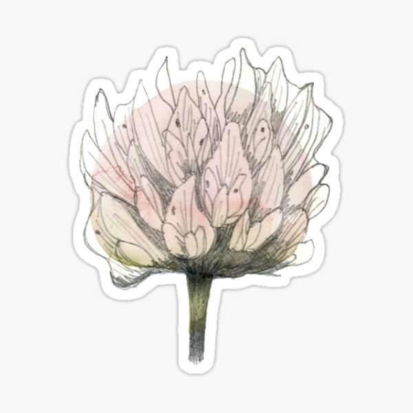 "Clover" Sticker by crumpsticks | Redbubble