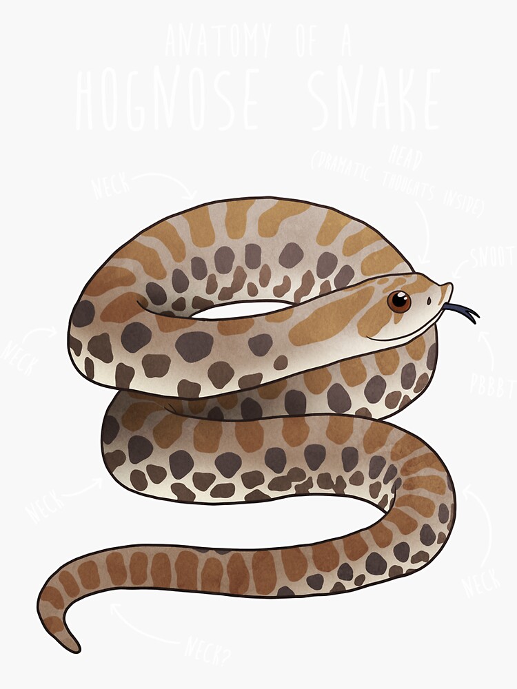 "Anatomy of a Hognose Snake" Sticker for Sale by Psitta | Redbubble