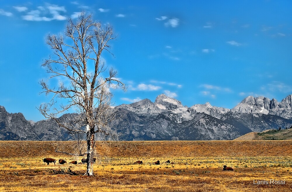 "The Lone Prairie" by Lanis Rossi | Redbubble