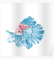 Betta Fish: Posters | Redbubble