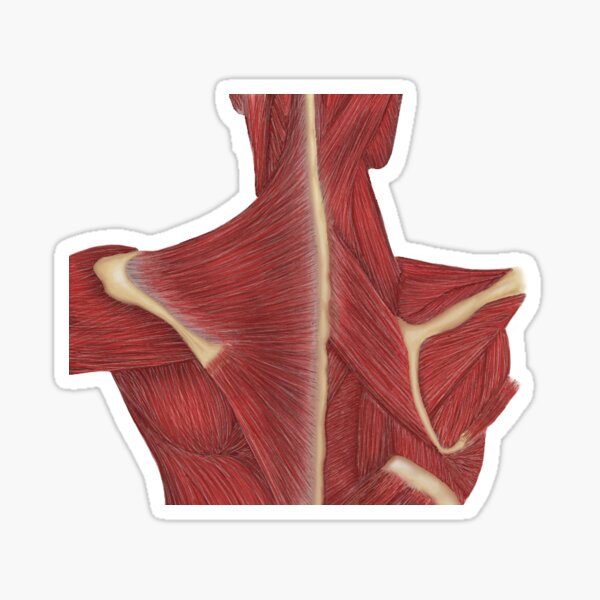 "Back muscles" Sticker for Sale by jabananabread | Redbubble