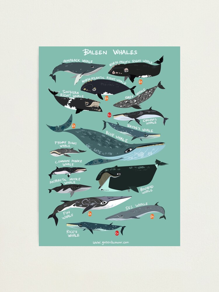 "Baleen Whales" Photographic Print for Sale by rohanchak | Redbubble