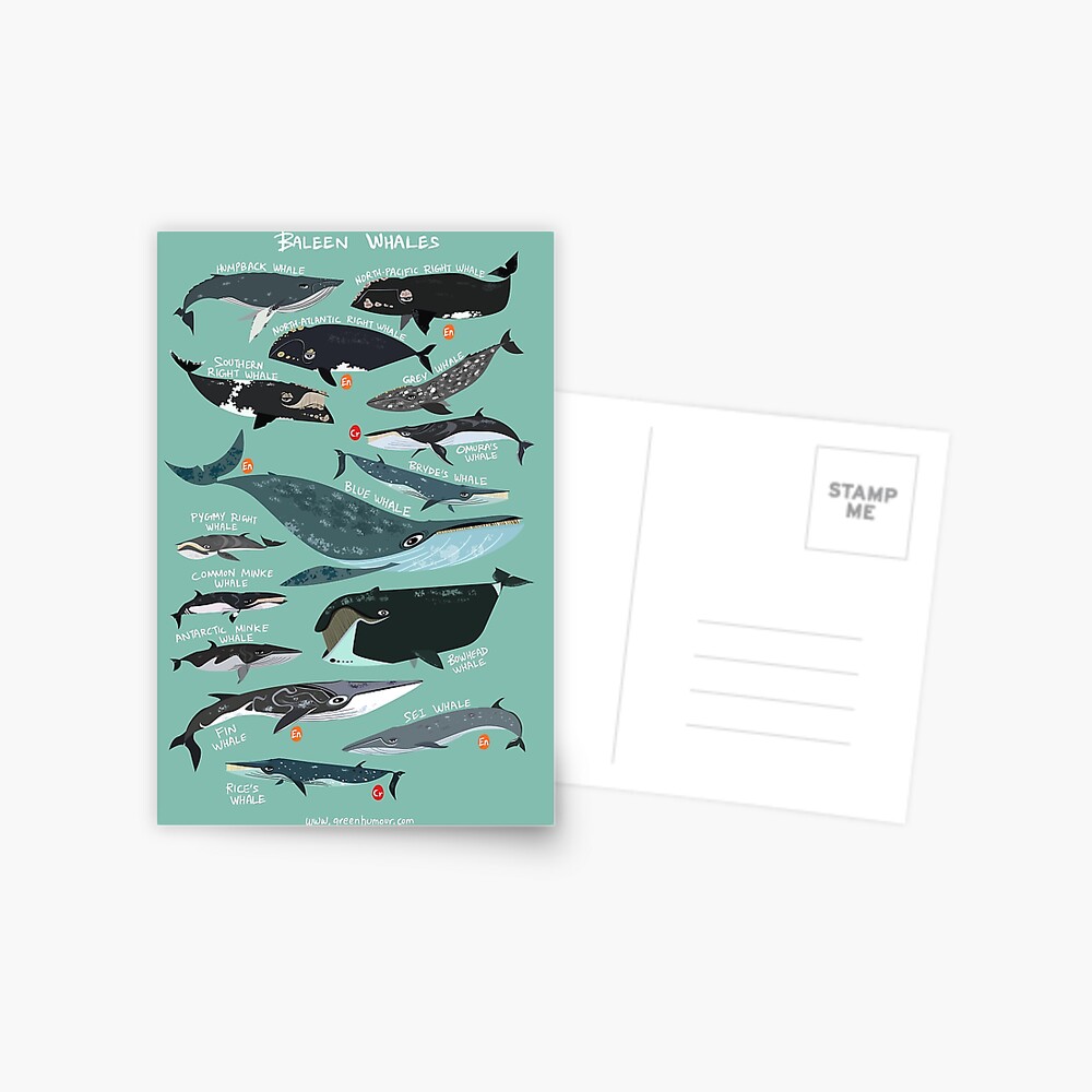 "Baleen Whales" Postcard for Sale by rohanchak | Redbubble