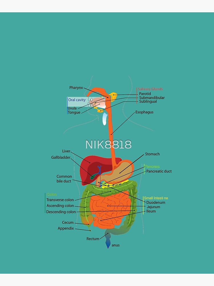 Human Digestive System Kitchen Apron