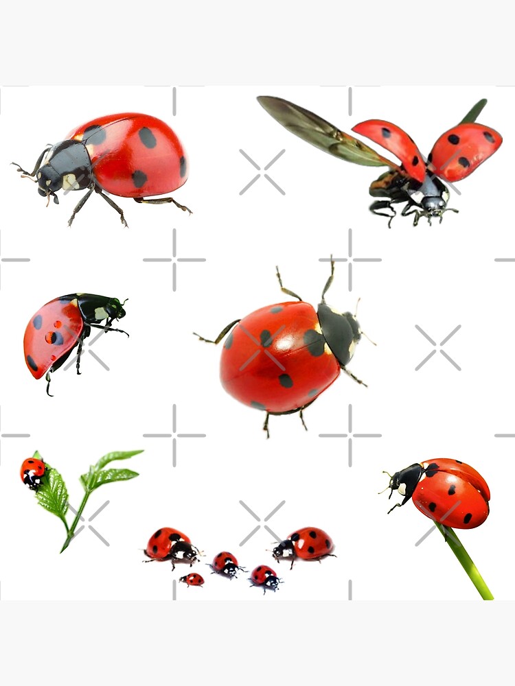 "Ladybird sticker pack " Poster by starseedgems | Redbubble