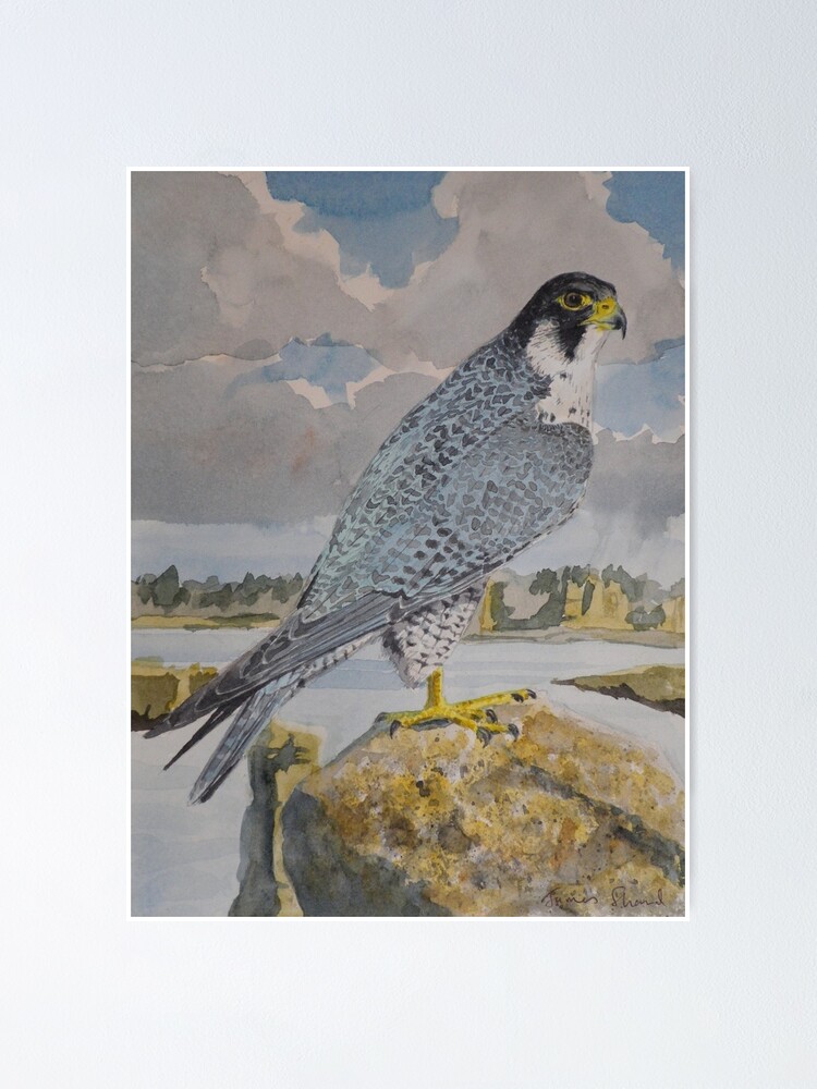"Peregrine Falcon" Poster by JamesShand | Redbubble