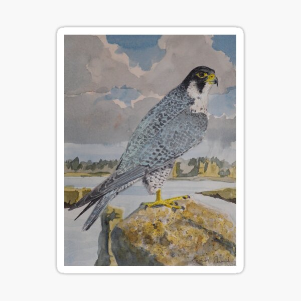 "Peregrine Falcon" Sticker for Sale by JamesShand | Redbubble