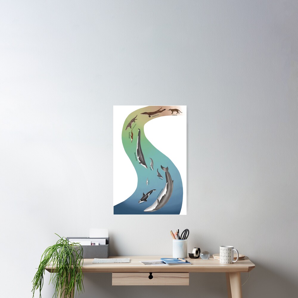 "Whale evolution - prehistoric and modern whales" Poster for Sale by ...