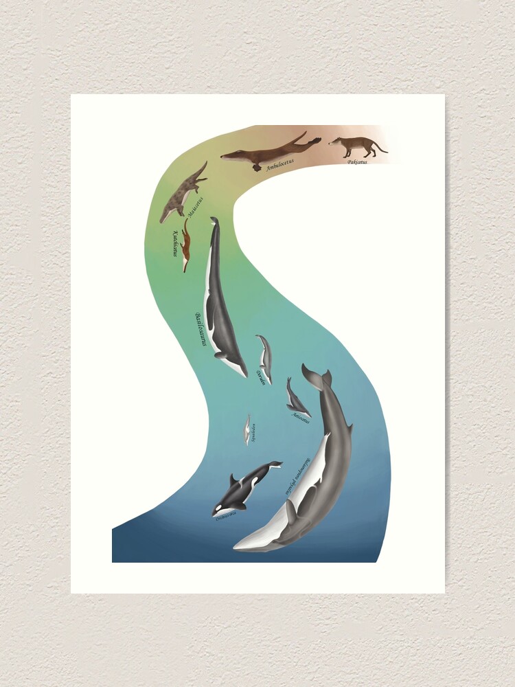"Whale evolution - prehistoric and modern whales" Art Print for Sale by ...