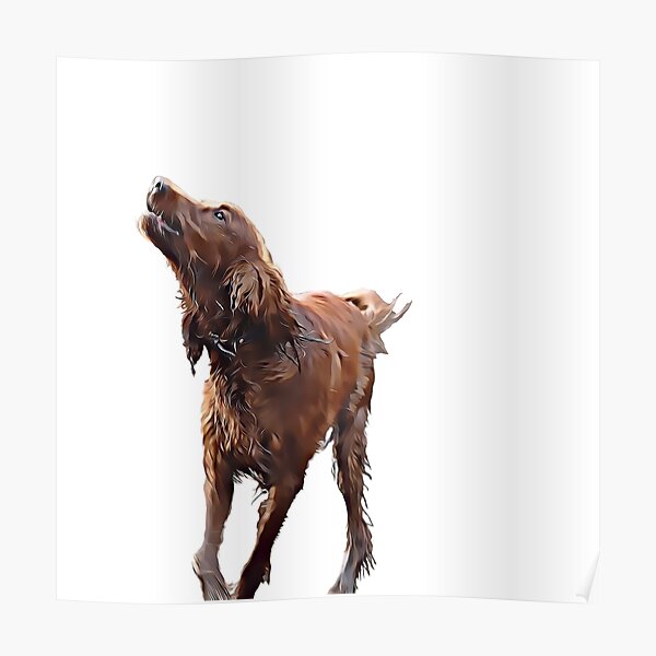"Goofy Irish Setter Drawing" Poster for Sale by CartoonCosmos | Redbubble