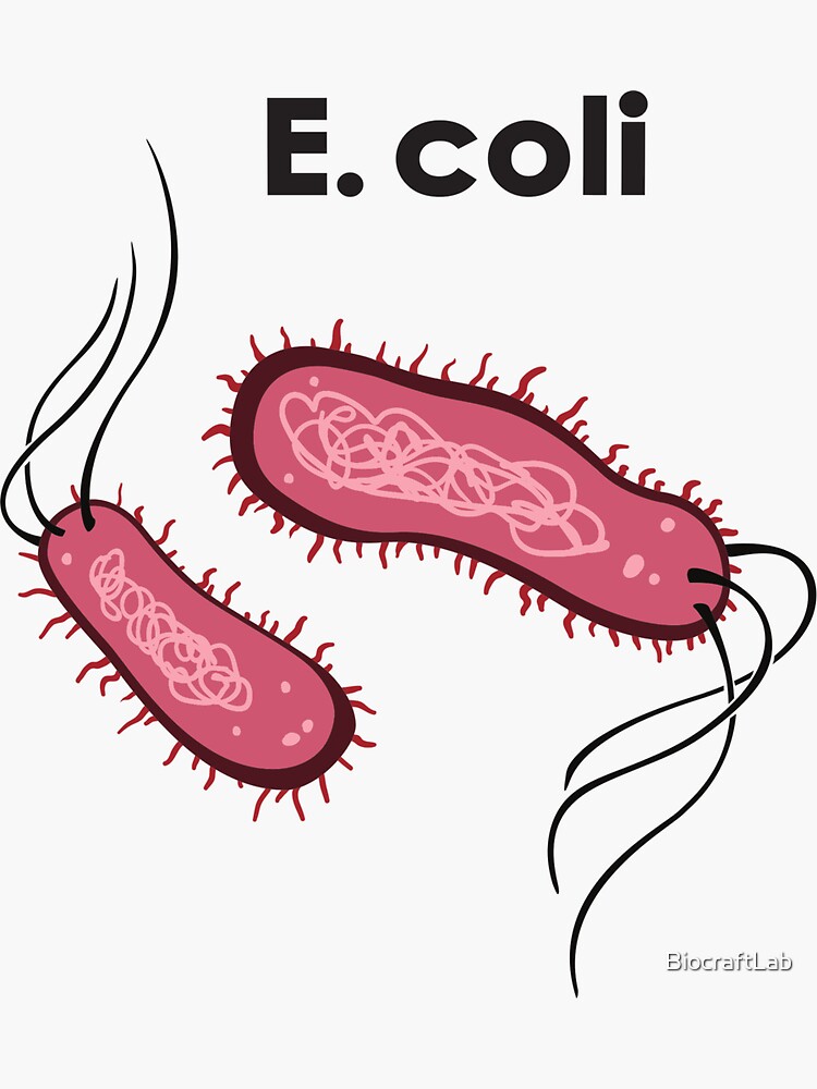 "E. coli" Sticker by BiocraftLab | Redbubble