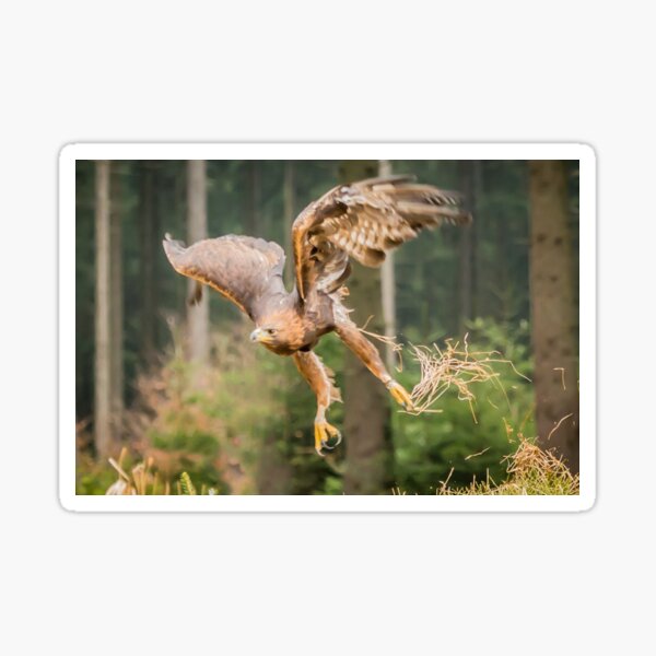 "Golden Eagle" Sticker for Sale by AliusImago | Redbubble