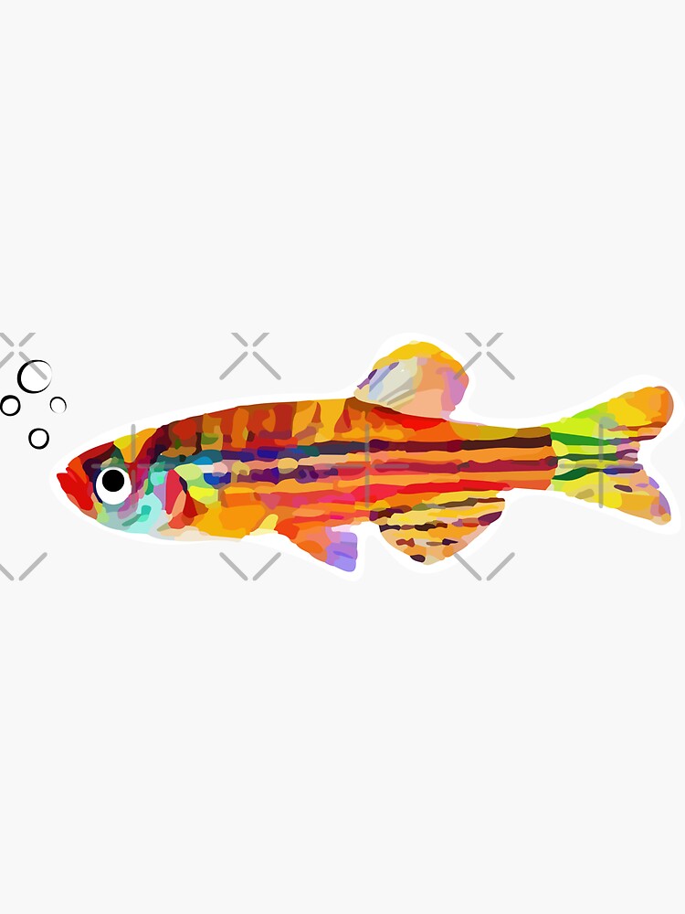 "Zebrafish watercolor rainbow" Sticker for Sale by Doacts | Redbubble