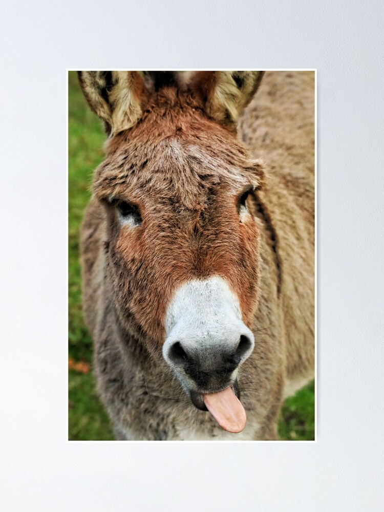 "Cheeky Donkey" Poster for Sale by Jellycandy | Redbubble