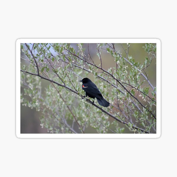 "Red-winged blackbird" Sticker for Sale by backyardwonders | Redbubble