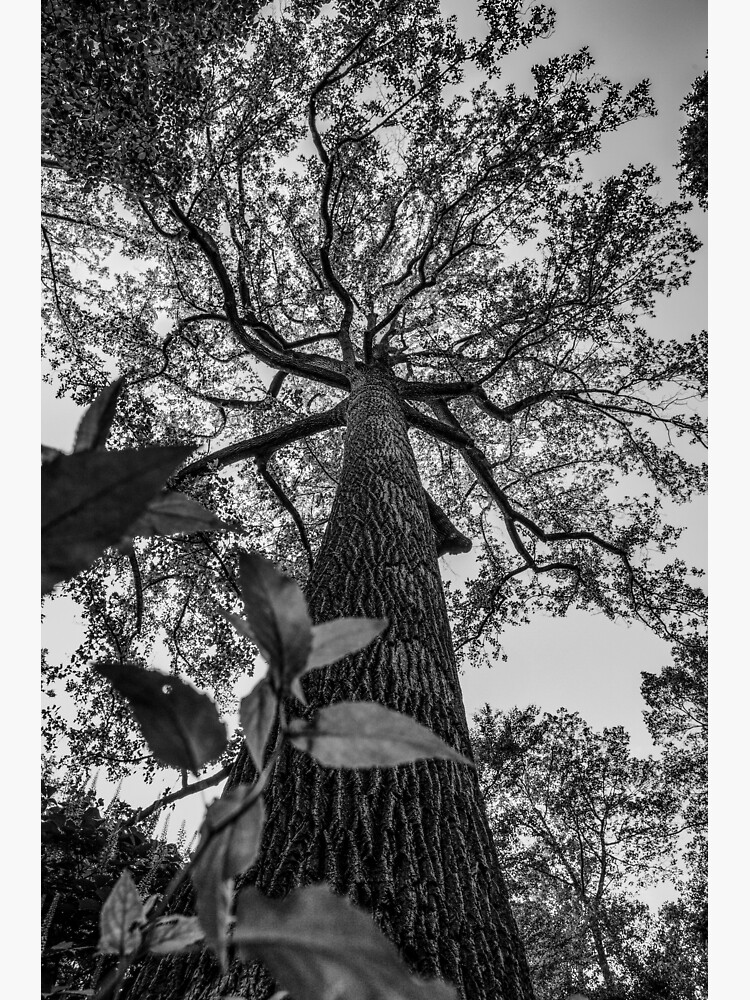 "Tall Tree / BW" Sticker by JulieLizPhoto | Redbubble