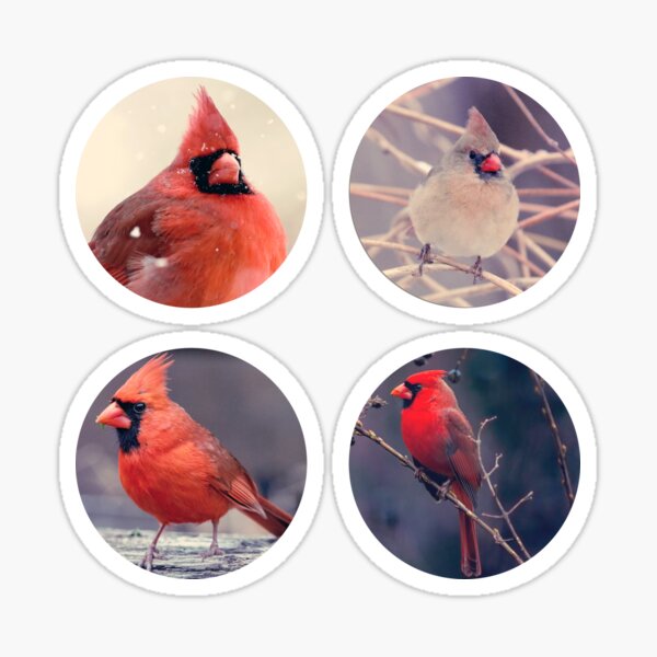 "Cardinal Set" Sticker for Sale by gabbledesign | Redbubble