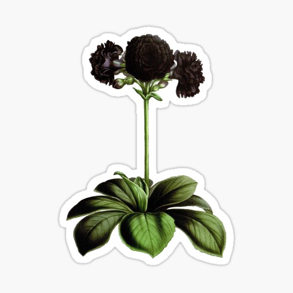 "Black Flower " Sticker by ourforgottenart | Redbubble