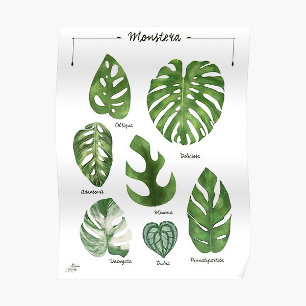 "Monstera varieties illustration foliage leaf species" Poster for Sale ...